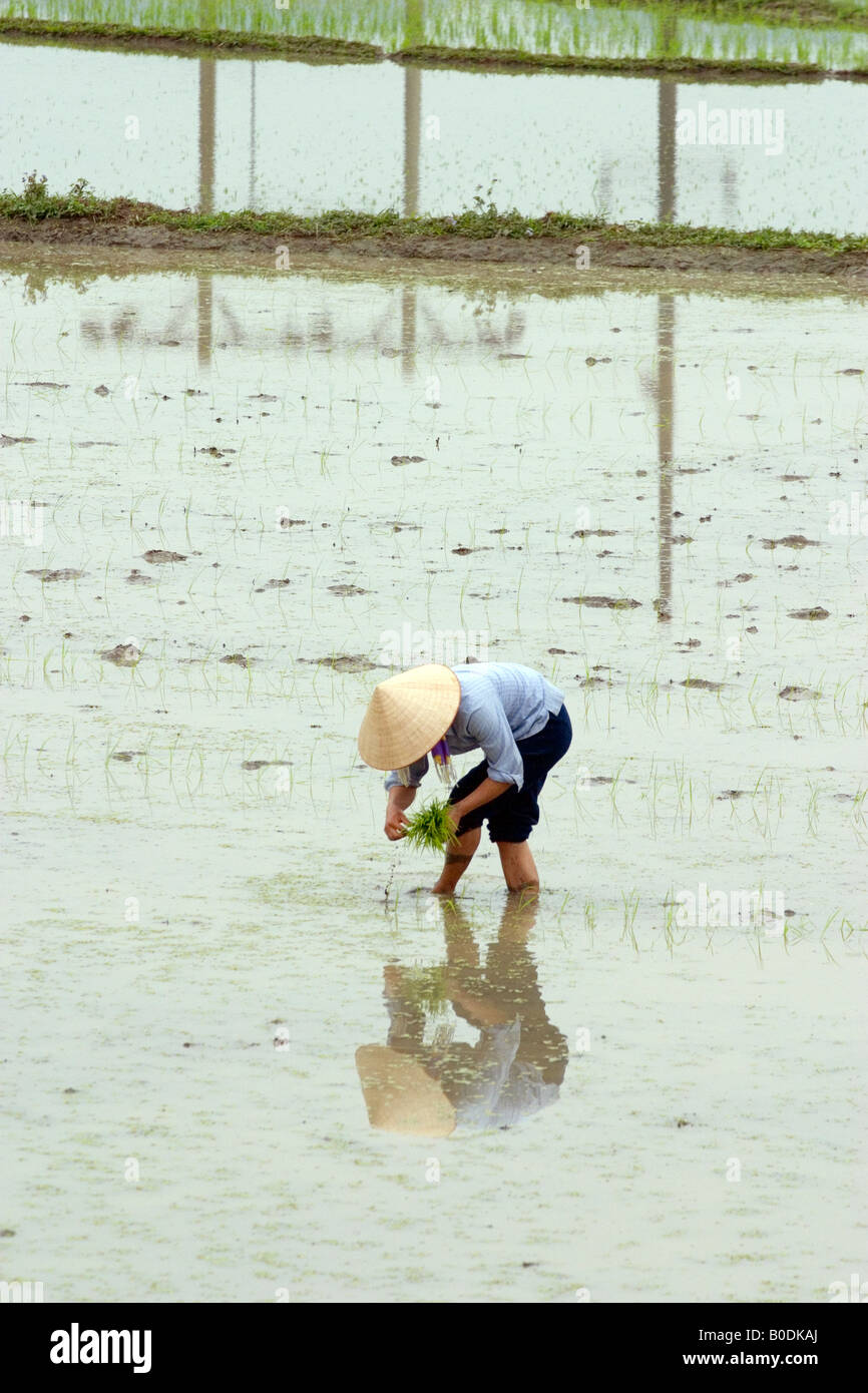 People Working in Rice field between Sapa and Hanoi Stock Photo - Alamy