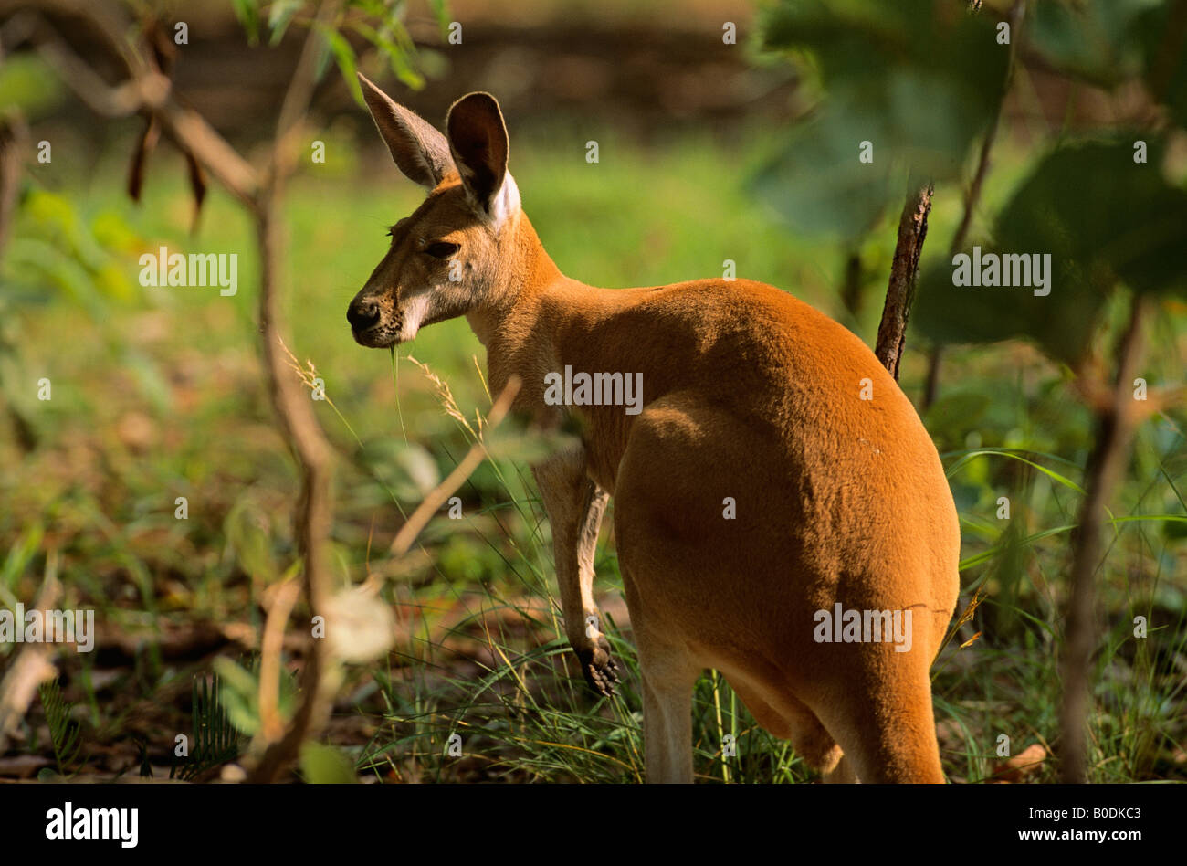 Red Kangaroo Macropus rufus Northern Territory Australia Stock Photo ...