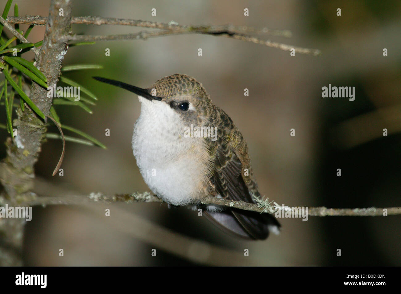 hummingbird sitting on pine tree Stock Photo - Alamy