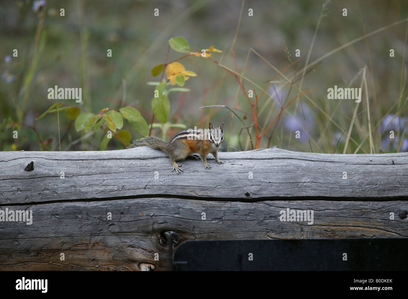 Chipmunk on a log Stock Photo - Alamy
