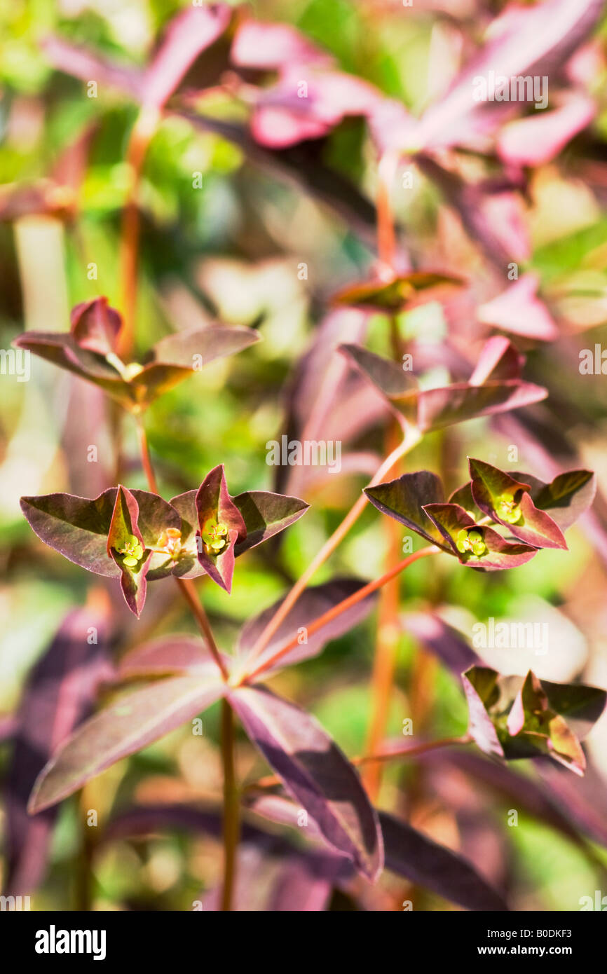Purple spurge hi-res stock photography and images - Alamy