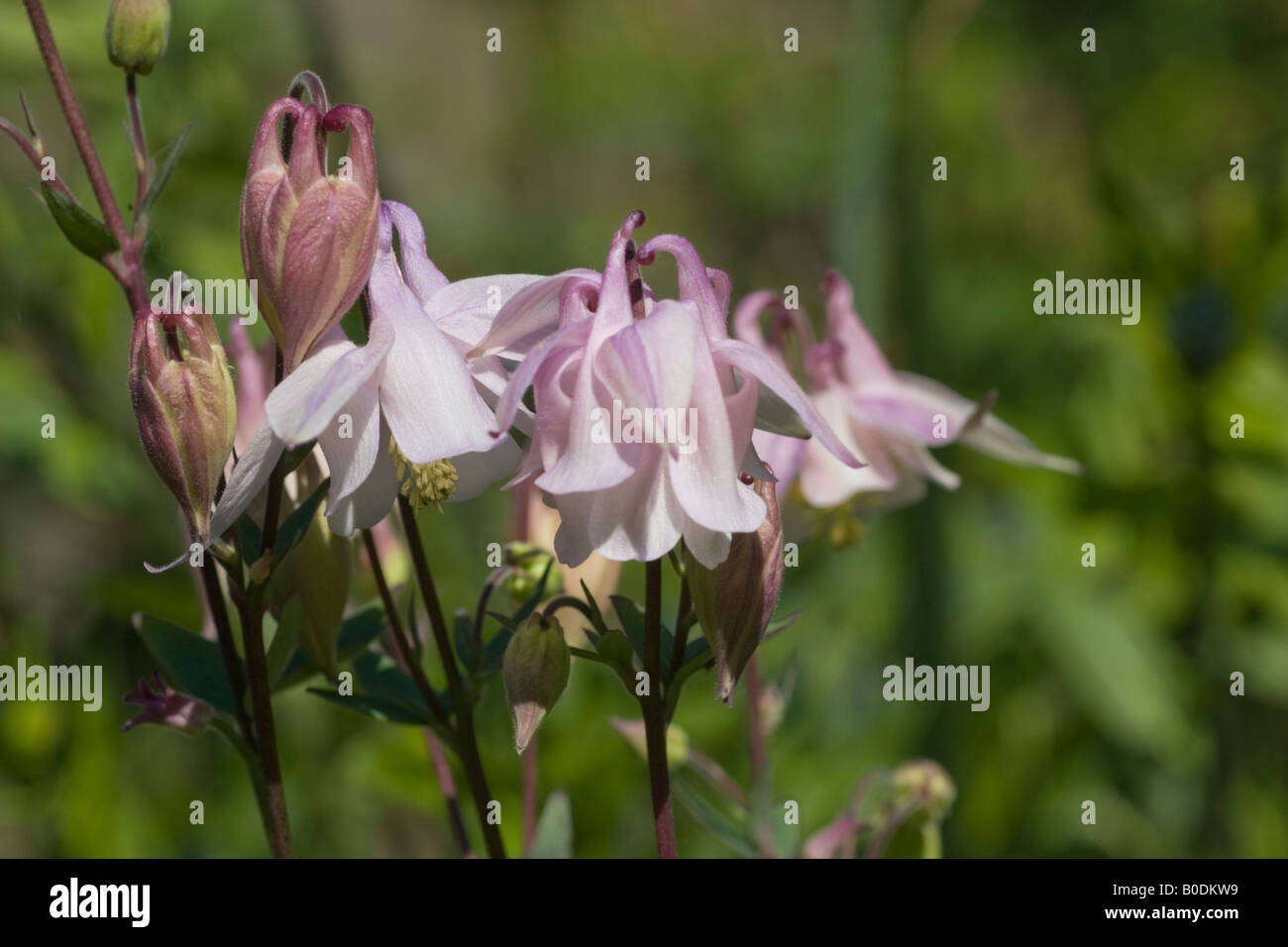 Lilac European columbine, Aquilegia vulgaris, flowers Stock Photo - Alamy