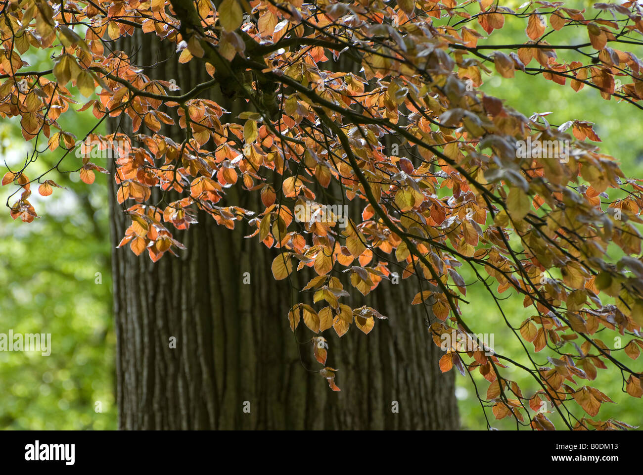 Beech tree leaves hi-res stock photography and images - Alamy