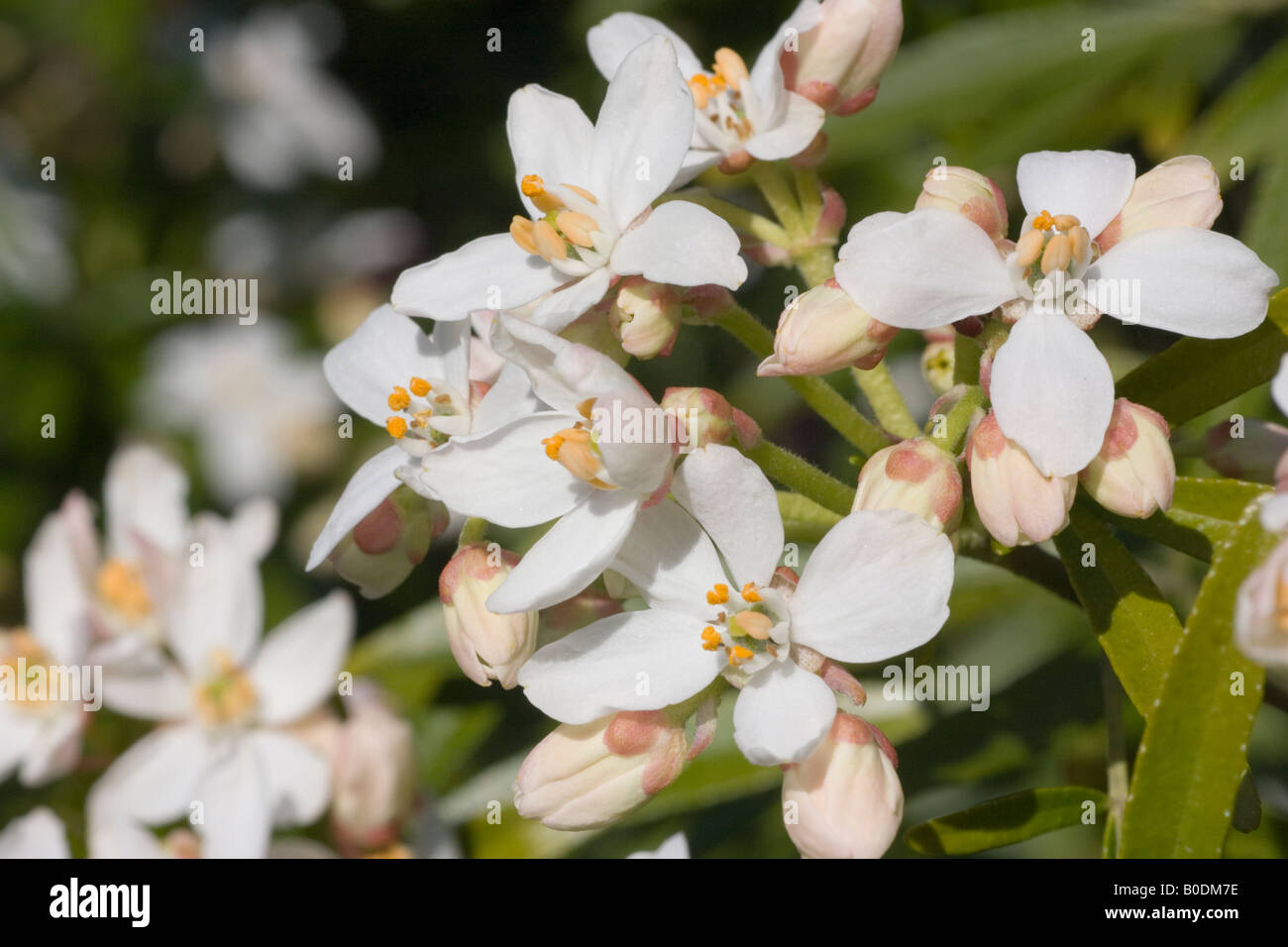 Starleaf or Mexican Orange flowers, Choisya ternata "Aztec pearl Stock ...