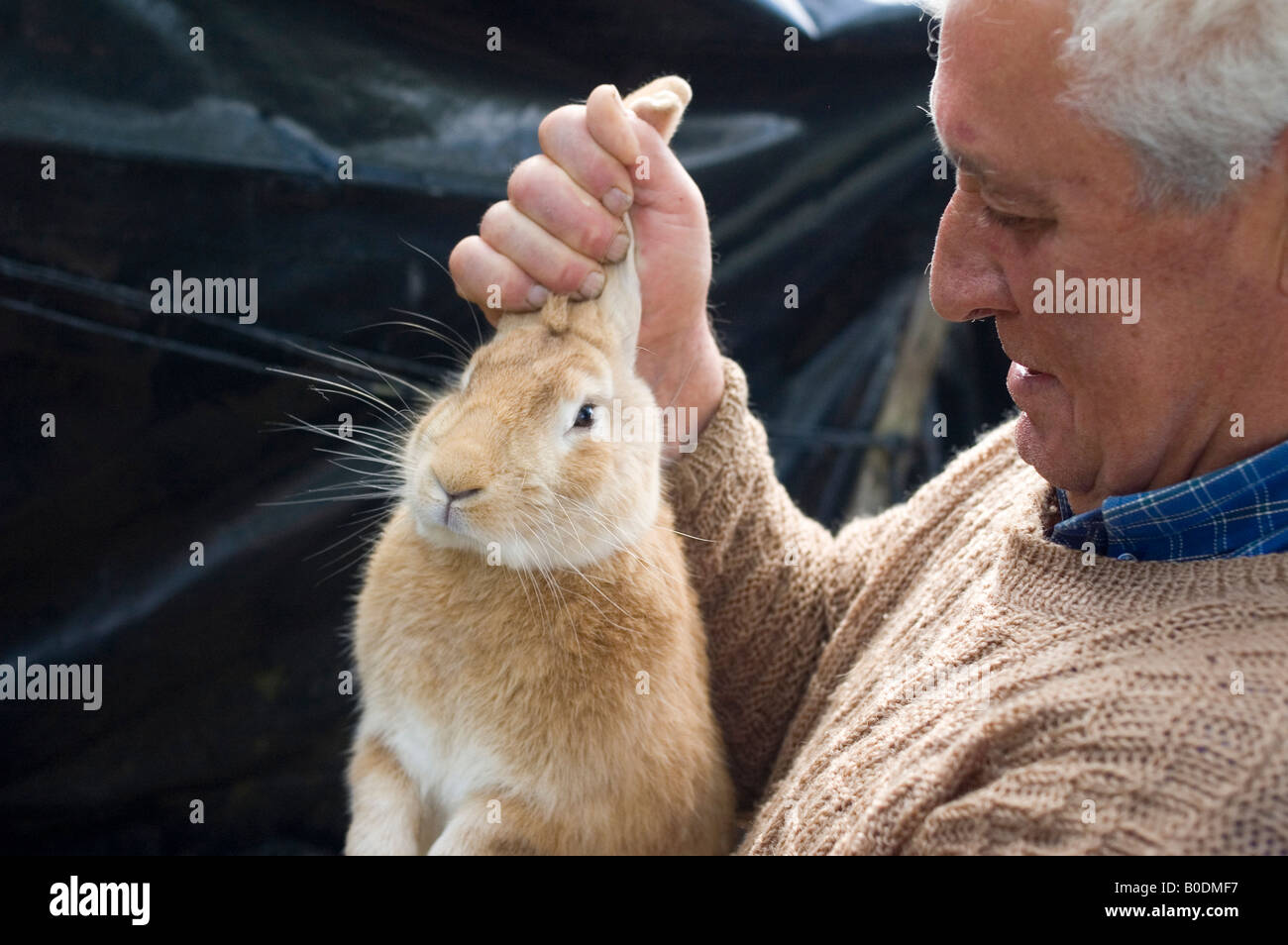 Iberian Rabbit High Resolution Stock Photography and Images - Alamy