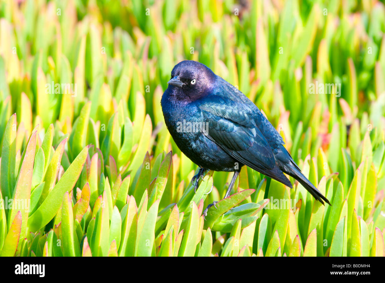 Brewers black bird hi-res stock photography and images - Alamy