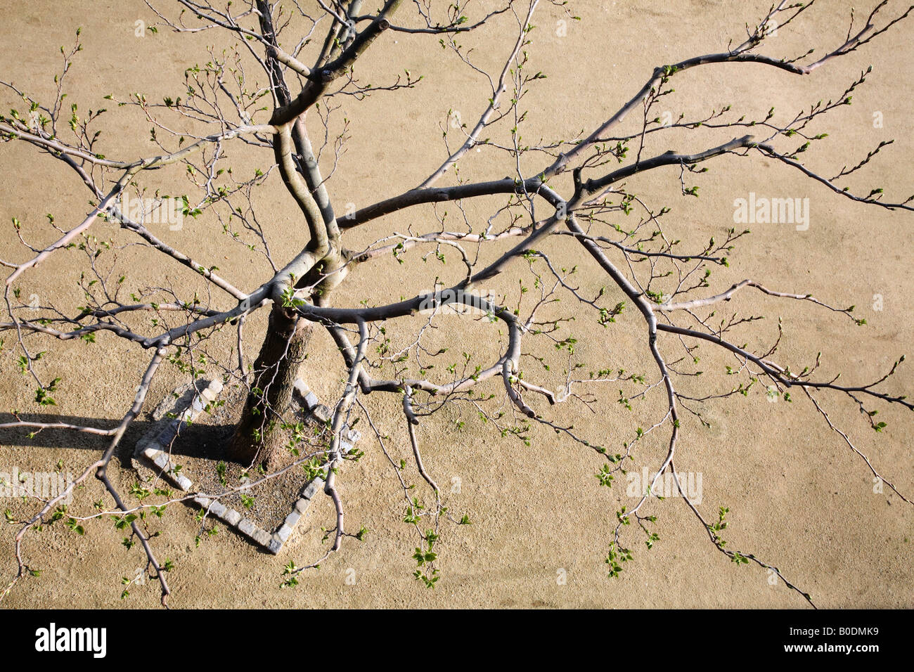 Top view of a tree with growing leaves in spring Stock Photo - Alamy