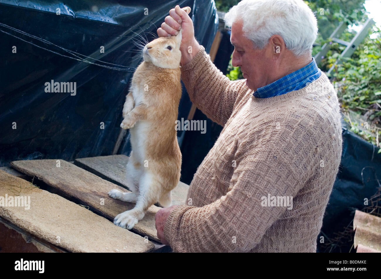 Iberian rabbit hi-res stock photography and images - Alamy