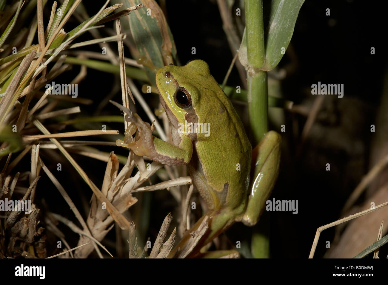 Italian Tree Frog, Hyla intermedia, Central Italy Stock Photo - Alamy