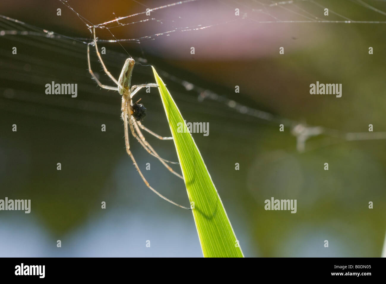 Spider sitting underneath a web on a flag iris leaf, just holding on to ...