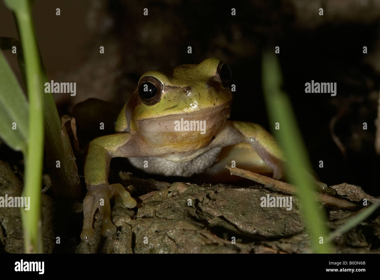 Italian Tree Frog, Hyla intermedia, Central Italy Stock Photo - Alamy