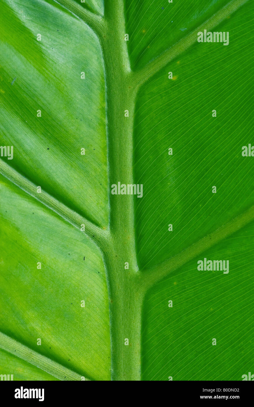 perfect green palm leaf nature background image Stock Photo - Alamy