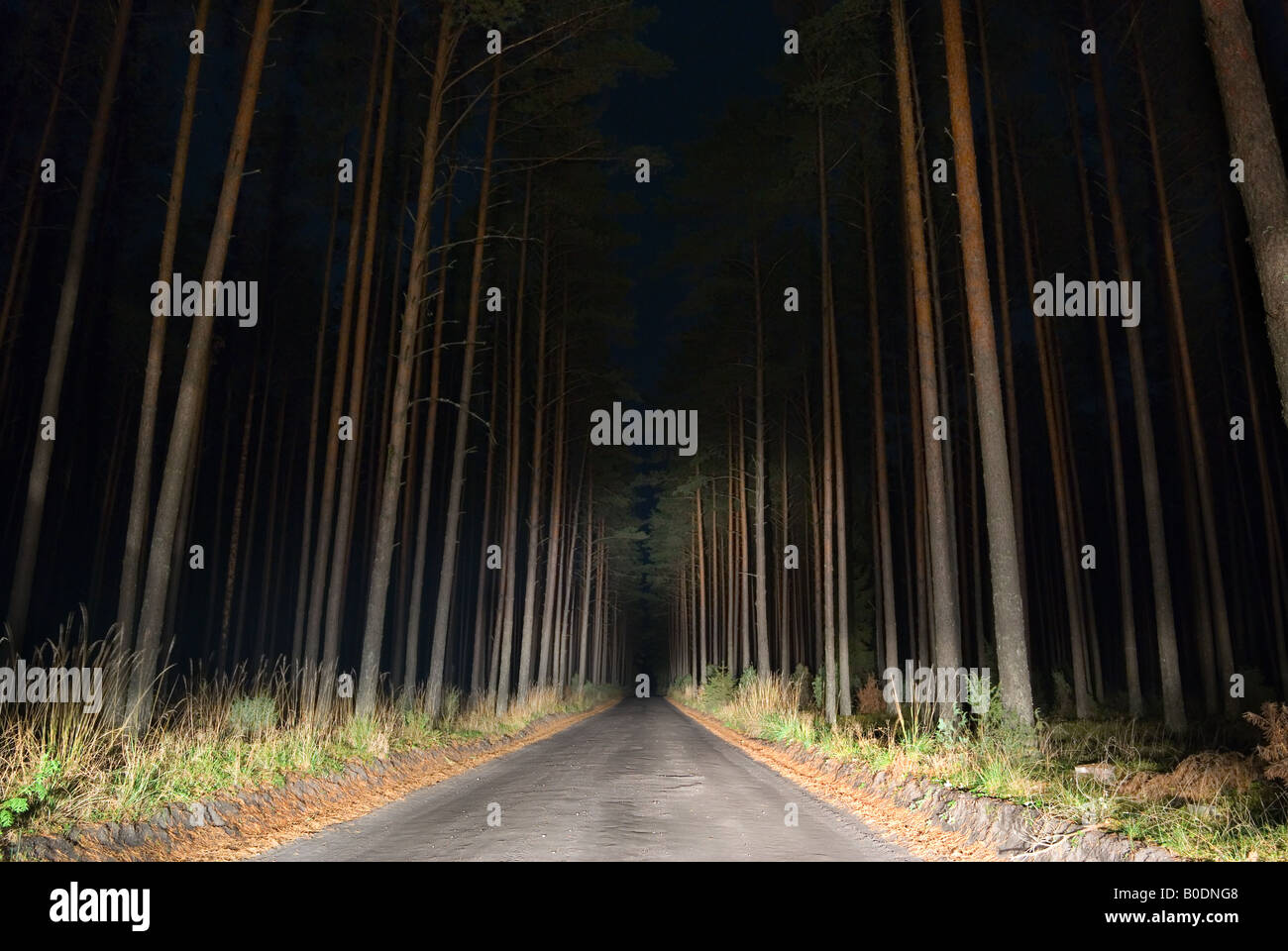 Night view of road in the forest lit by car light Stock Photo - Alamy