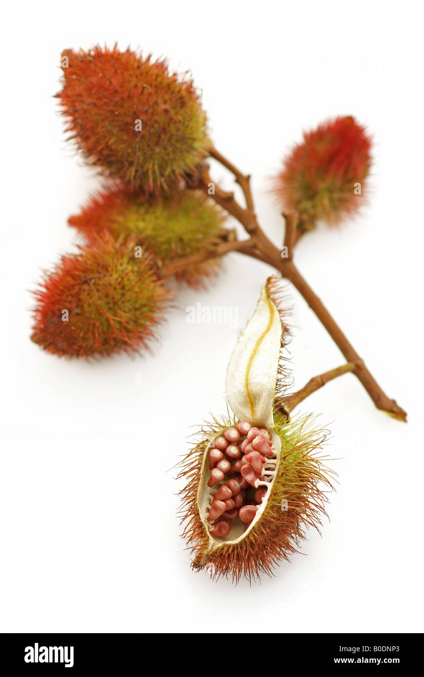 orleansbeam stem with spiny seed pods and seeds on a white background ...