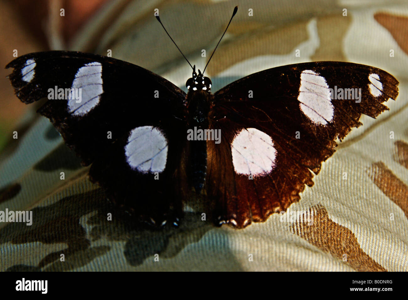 Egg butterfly. So called, due to the odd shaped spots on the wings. One ...
