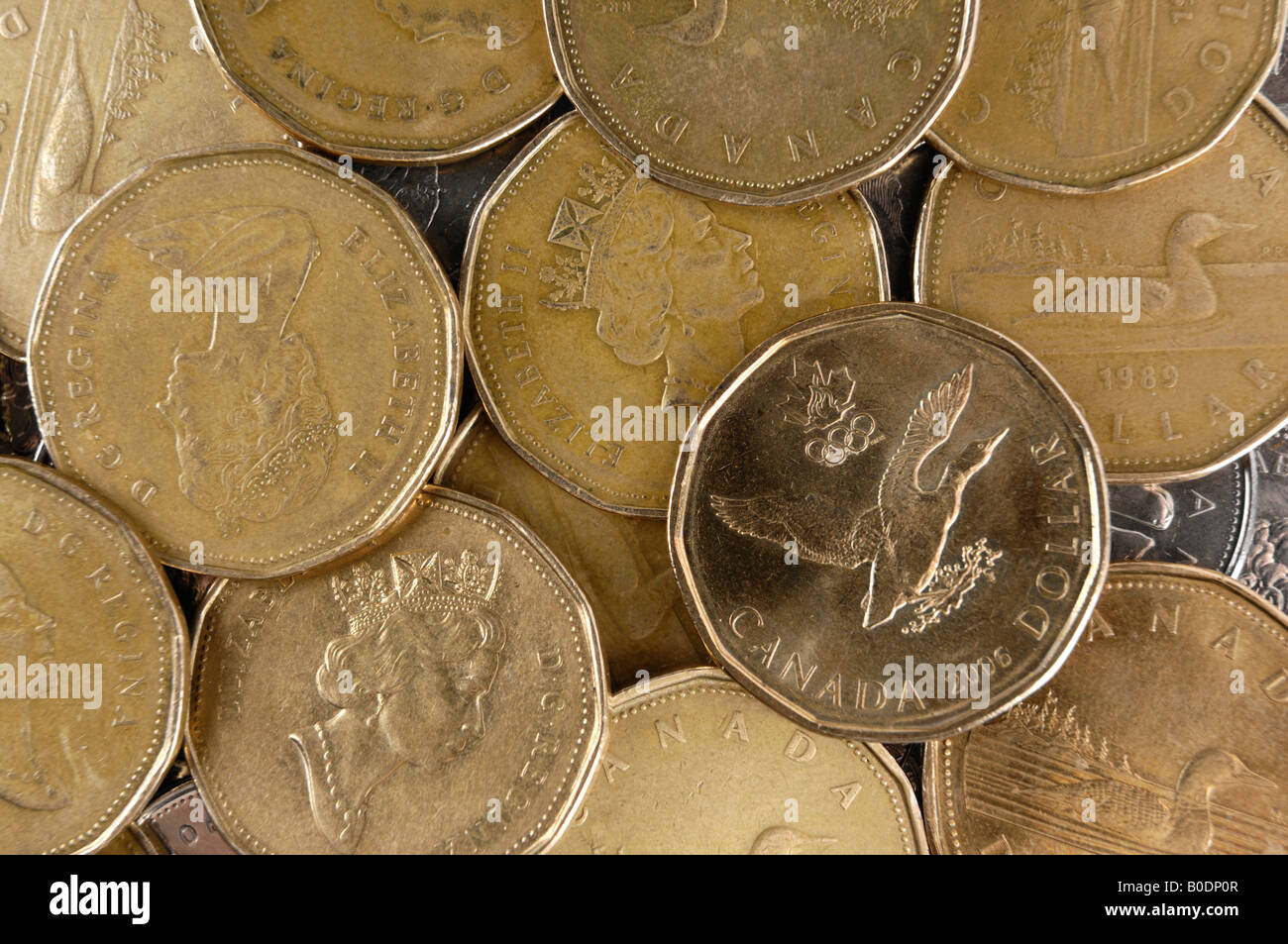 Loonies hi-res stock photography and images - Alamy