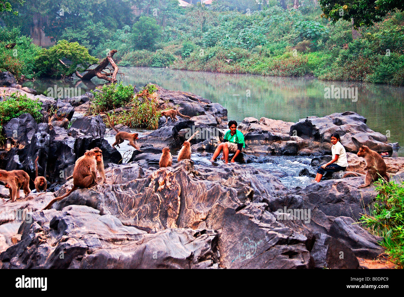 Mudumalai. Monkies enjoying the company of humans and vice-versa Stock ...