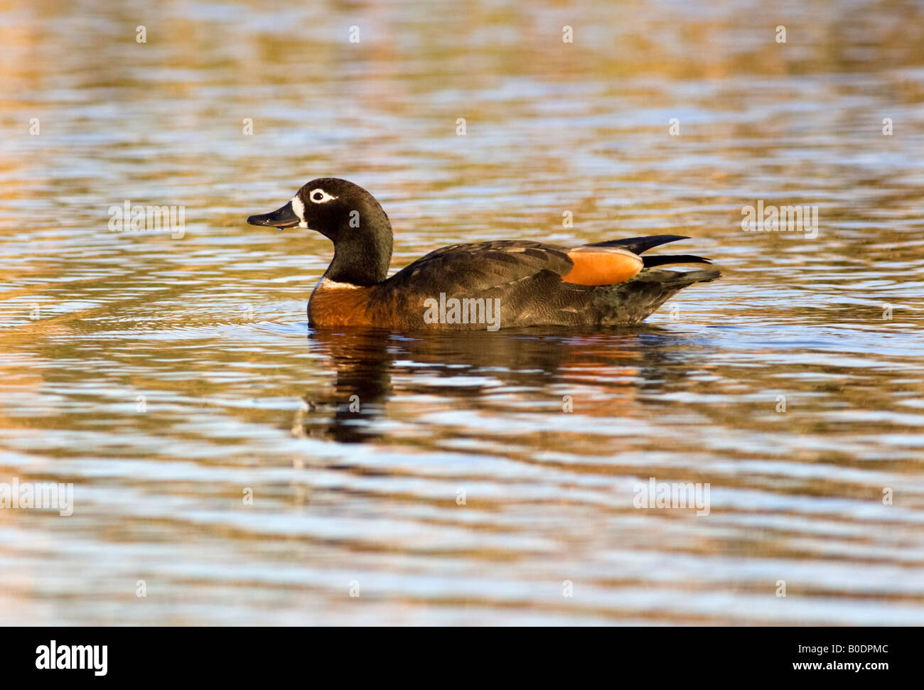 Female australian shelduck hi-res stock photography and images - Alamy