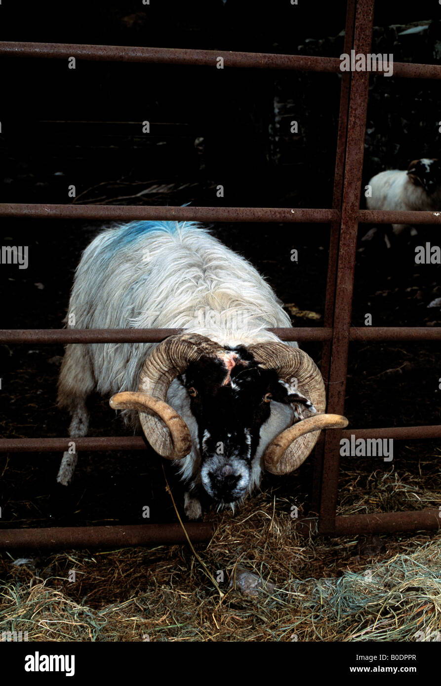 Rounded horns hi-res stock photography and images - Alamy