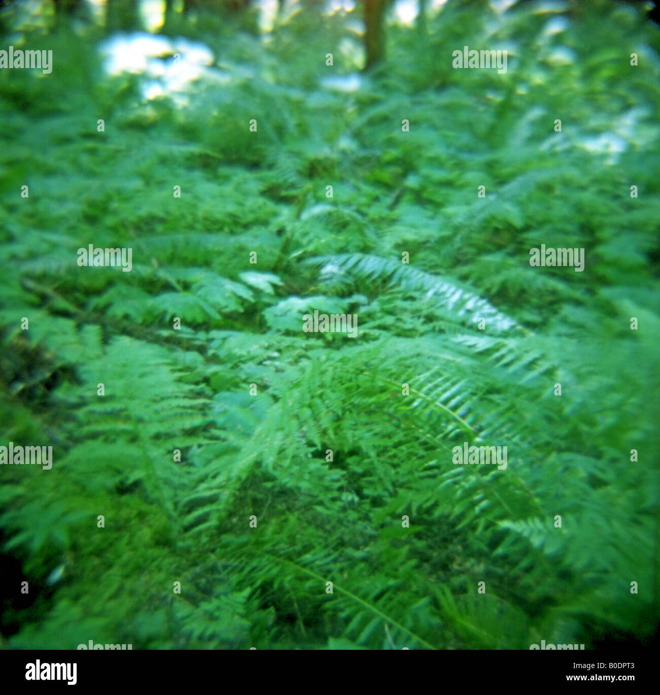 Verdant underbrush hi-res stock photography and images - Alamy