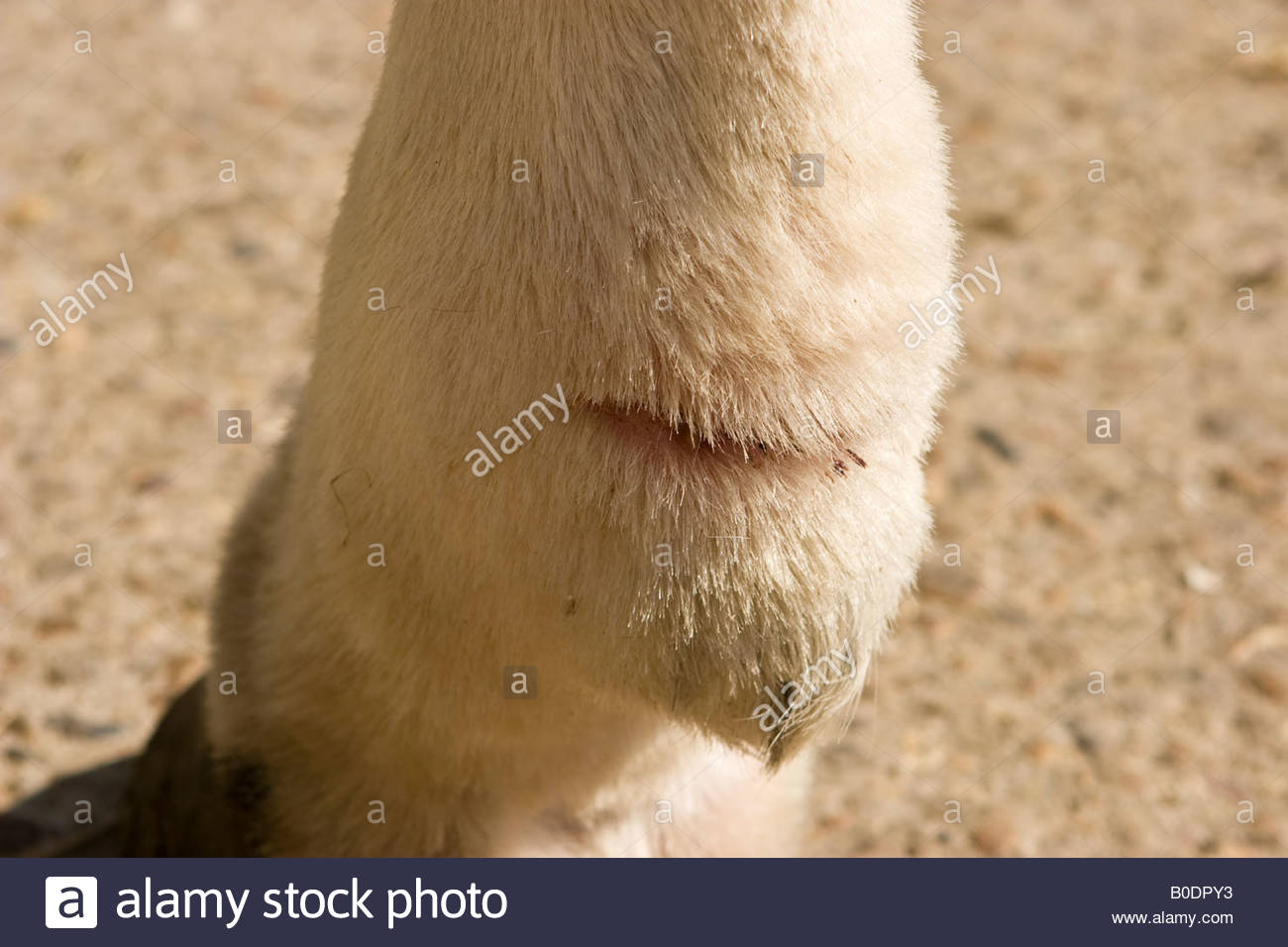Cut Leg High Resolution Stock Photography and Images - Alamy