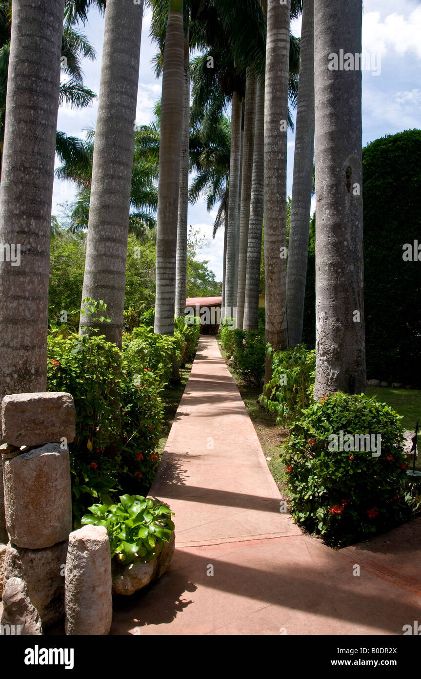palm tree lined pathway at hacienda chichen Stock Photo - Alamy