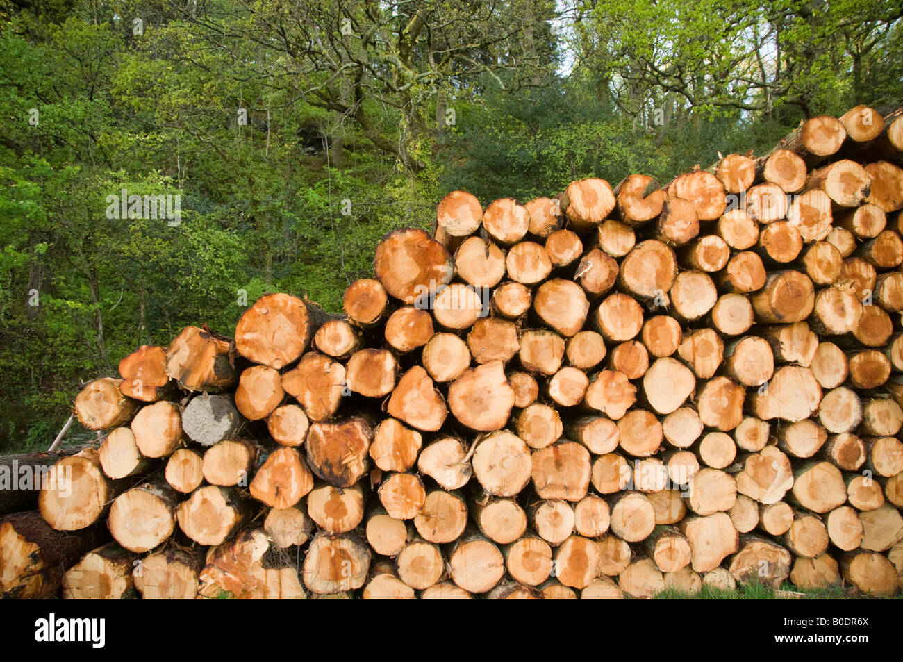harvested soft wood cut into lengths and stacked in piles ready for ...