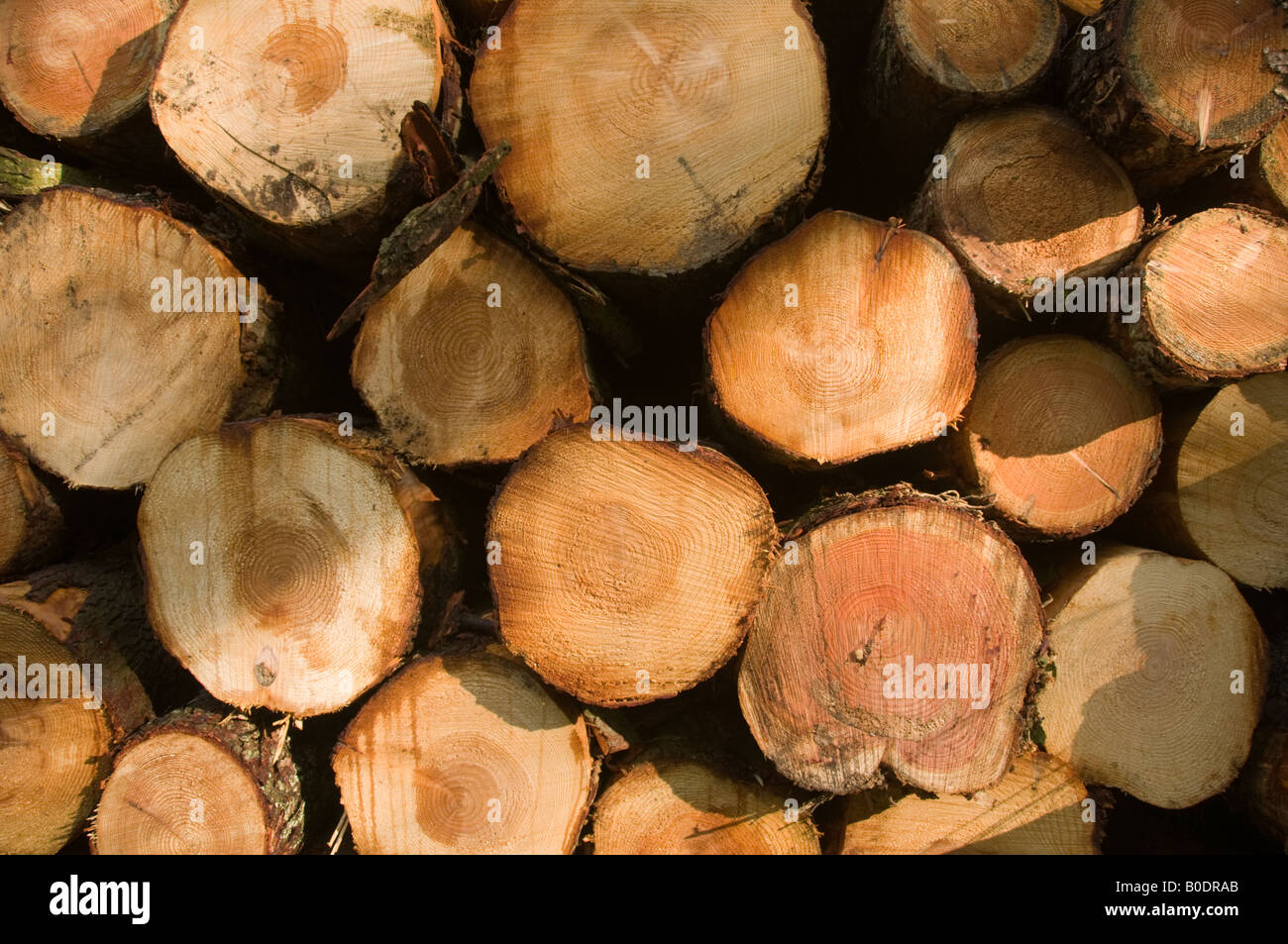 harvested soft wood cut into lengths and stacked in piles ready for ...