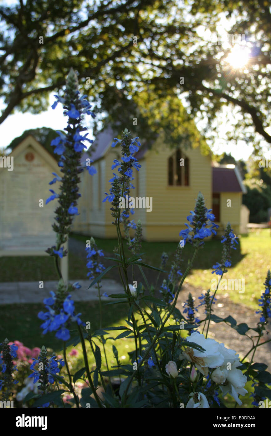 Blue flowers growing in church yard Stock Photo - Alamy