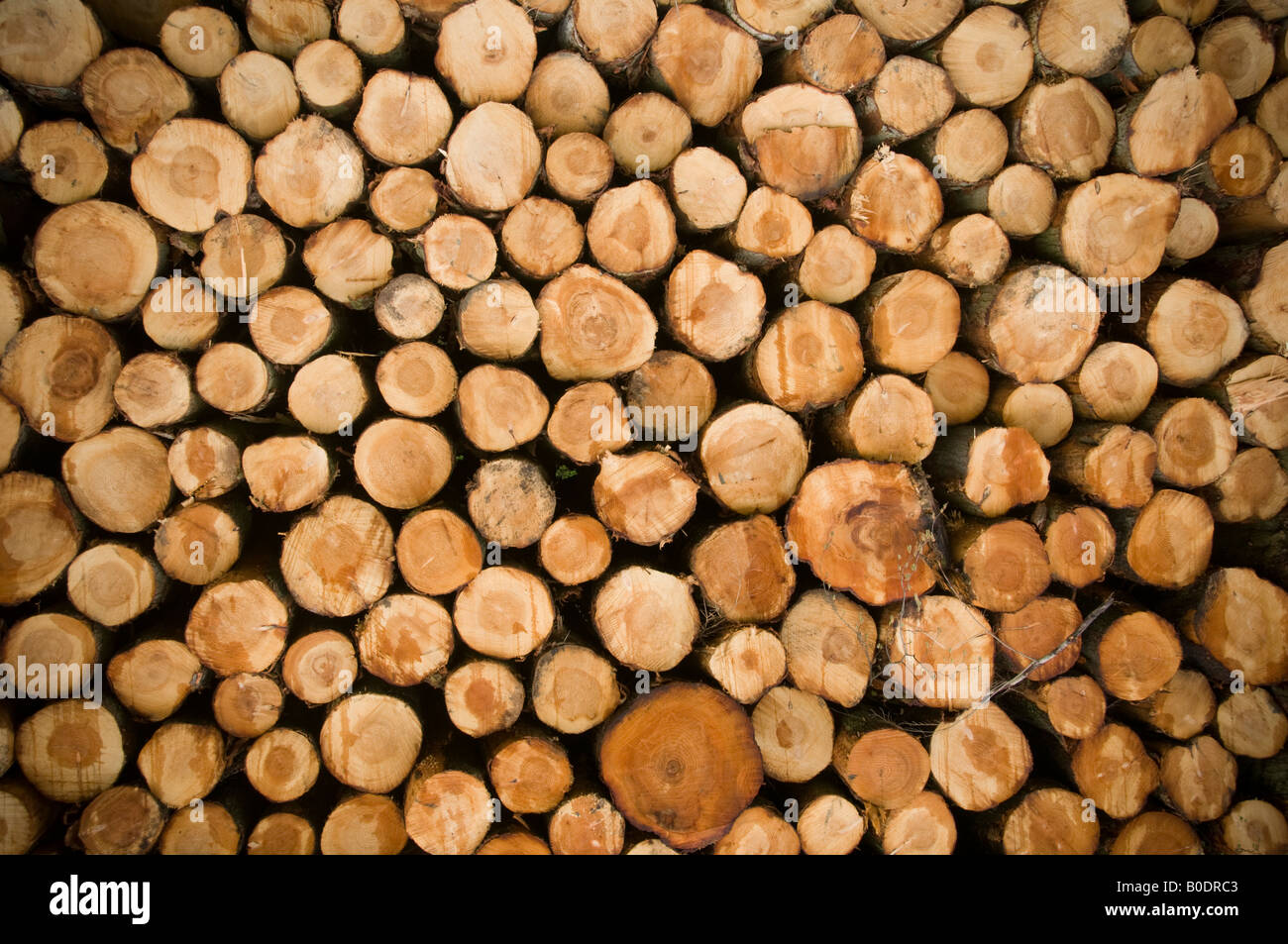 harvested soft wood cut into lengths and stacked in piles ready for ...