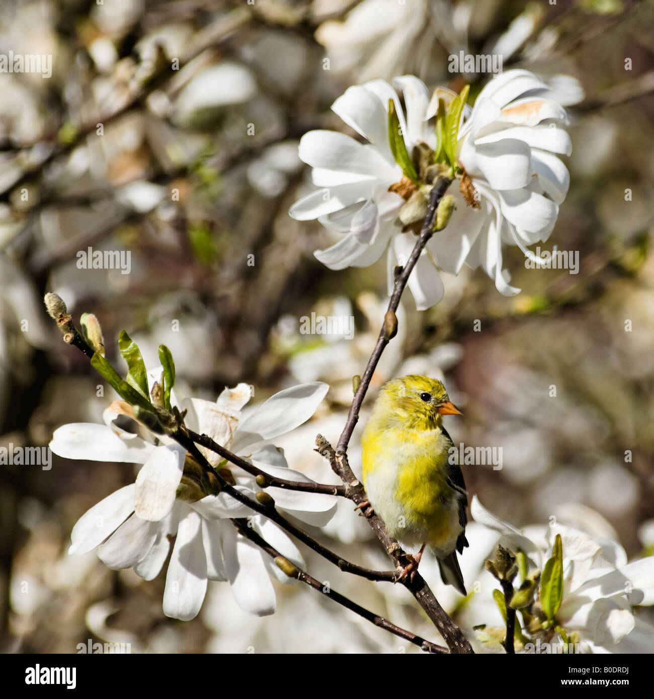 American Goldfinch Perched in Blooming Star Magnolia Bush Stock Photo ...