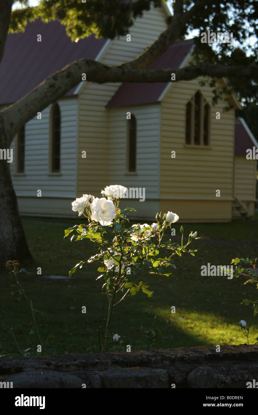 White roses growing in church yard with church in background Stock ...