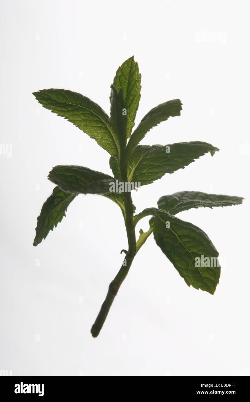 Mint against white background Stock Photo - Alamy