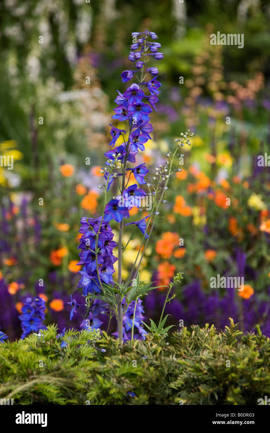 Tall blue flower Stock Photo - Alamy