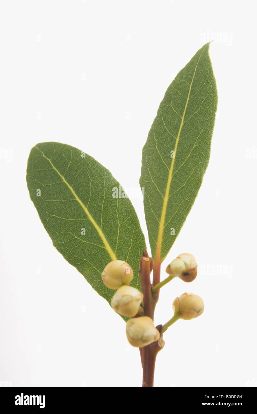 Close up single bay leaf hi-res stock photography and images - Alamy