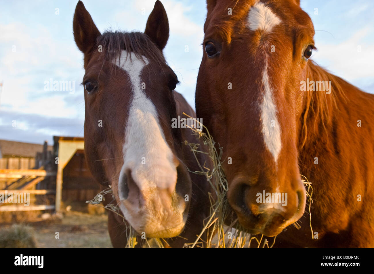Horses heads together hi-res stock photography and images - Alamy