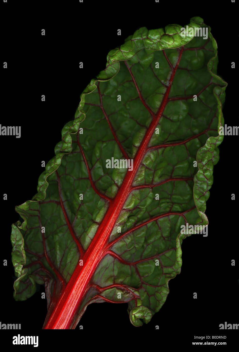 Red Swiss chard against a black background Stock Photo - Alamy