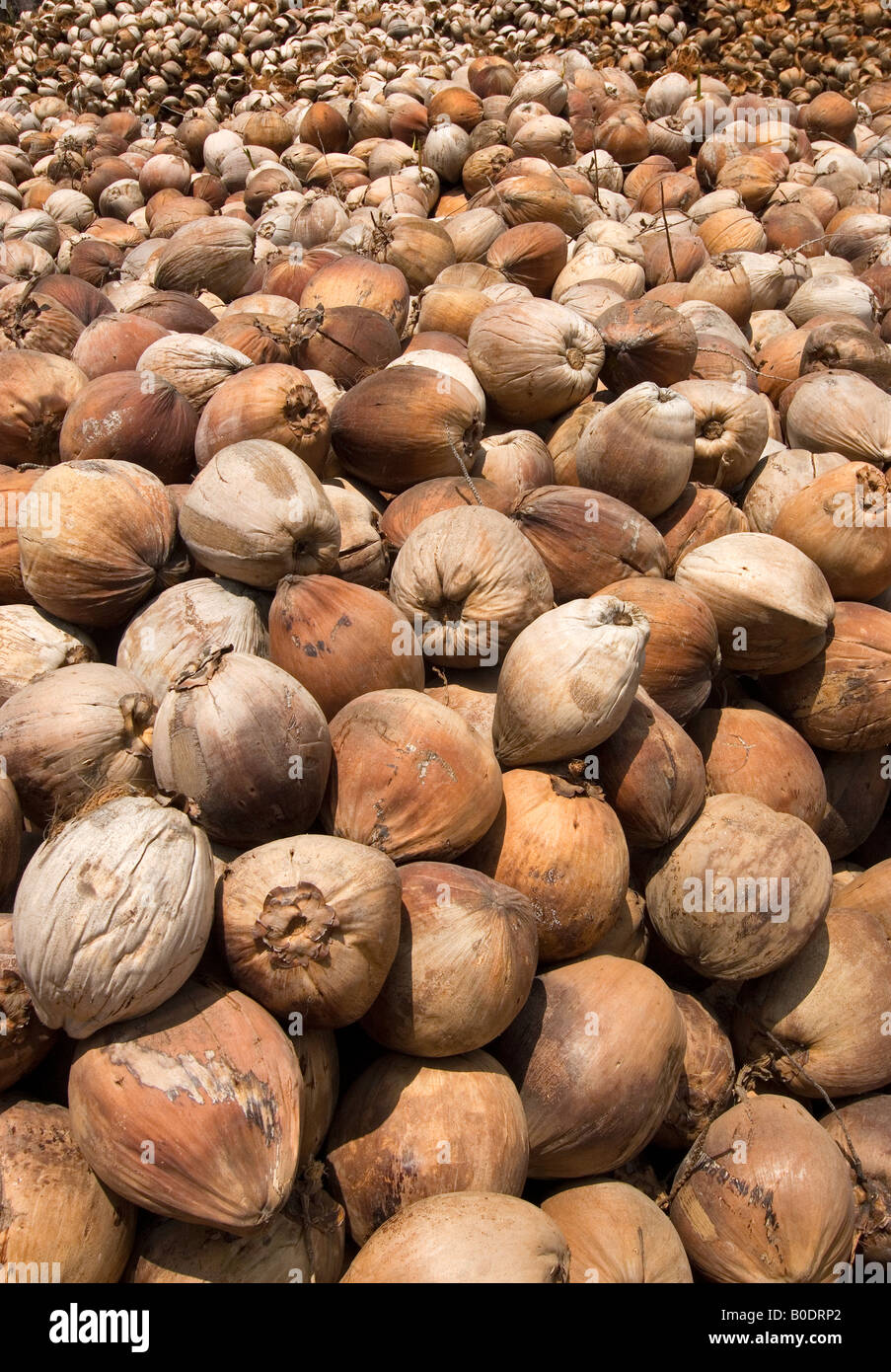 Coconut plantation koh samui thailand hi-res stock photography and ...