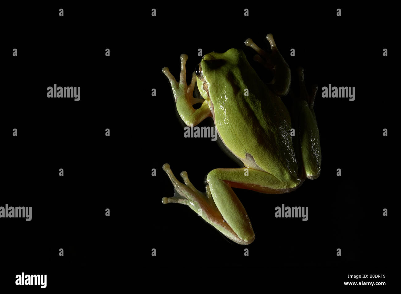 Italian Tree Frog, Hyla intermedia, Central Italy Stock Photo - Alamy