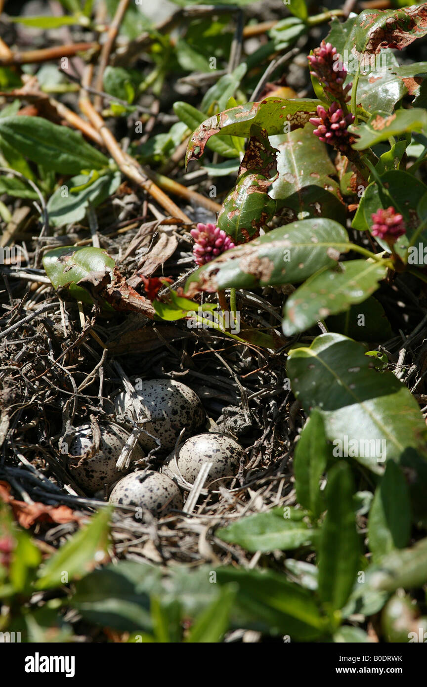 Sandpiper eggs hi-res stock photography and images - Alamy