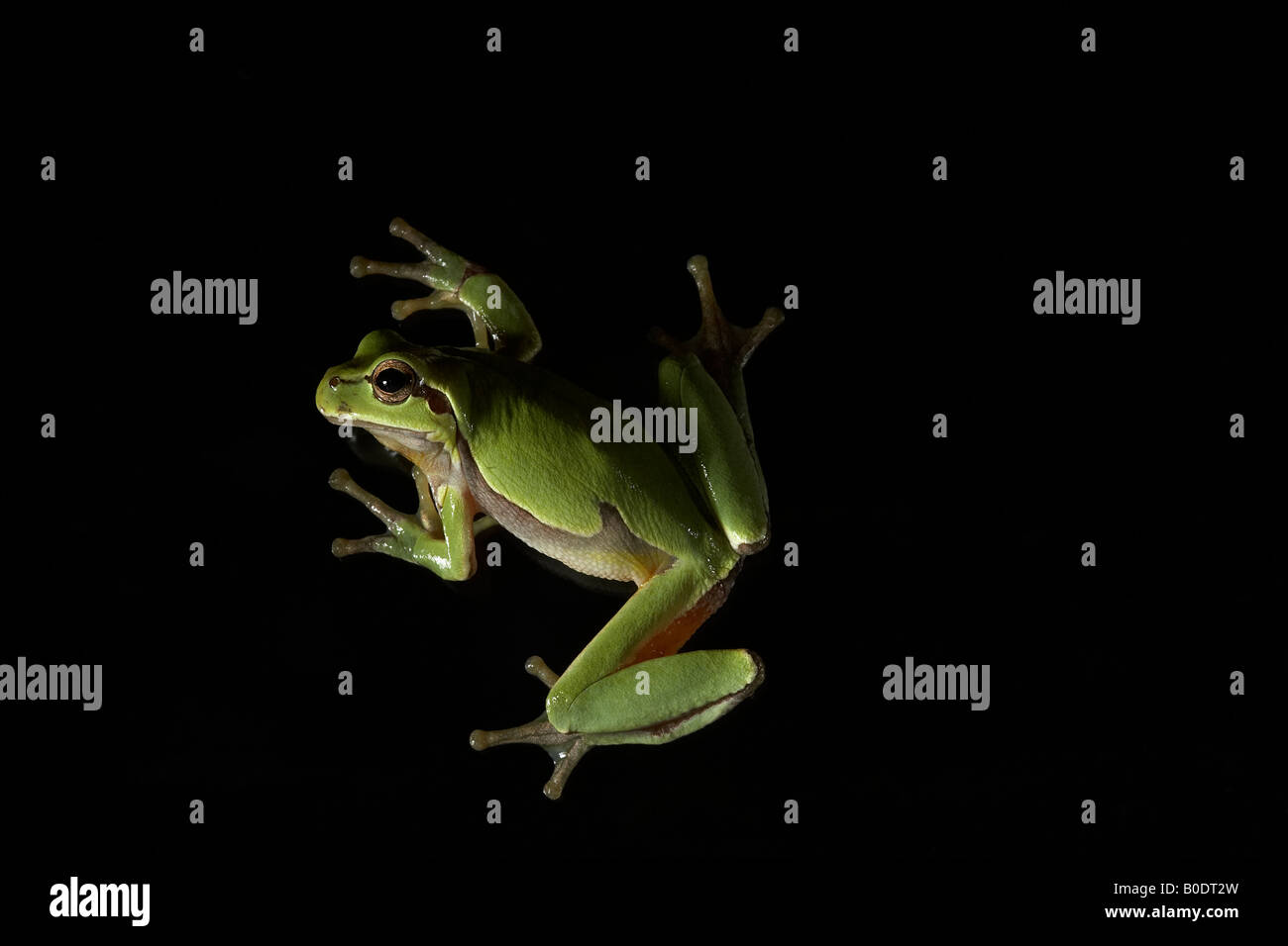 Italian Tree Frog, Hyla intermedia, Central Italy Stock Photo - Alamy