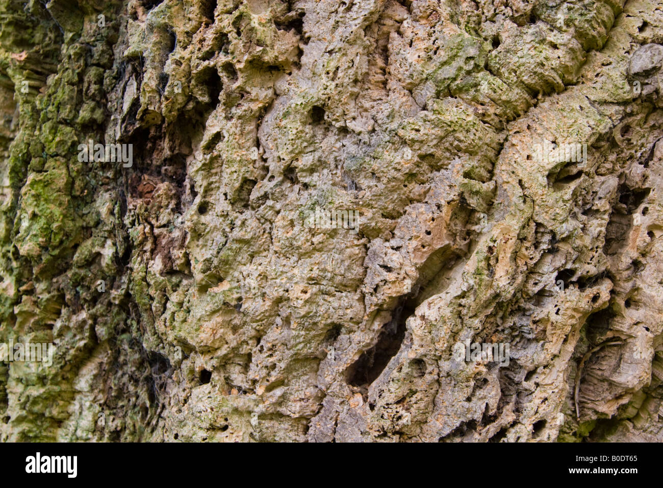 Cork tree bark Stock Photo - Alamy