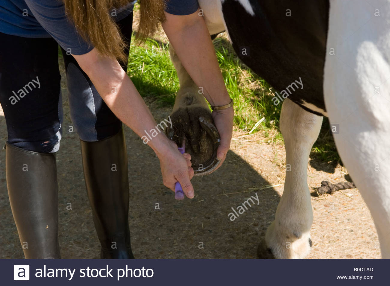 Picking Up A Hoof High Resolution Stock Photography and Images - Alamy
