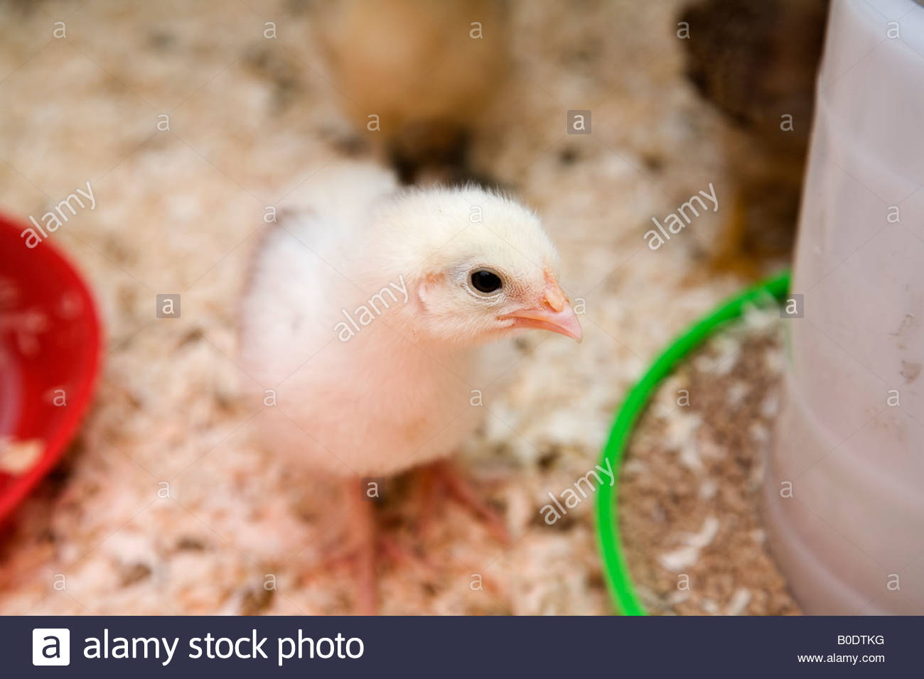 Cream Legbar Chicken High Resolution Stock Photography and Images - Alamy