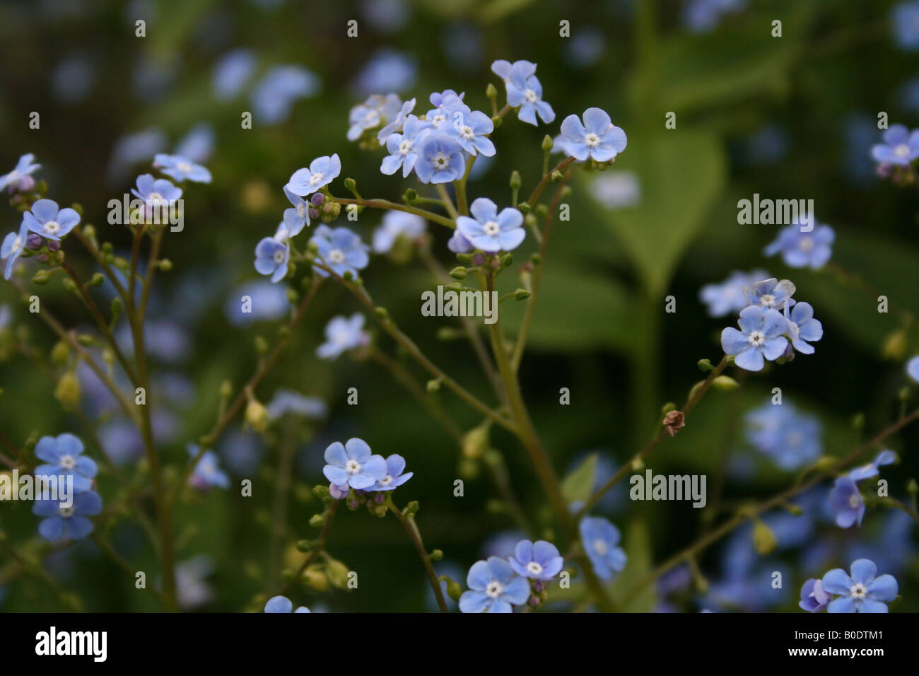 Boraginaceae hi-res stock photography and images - Alamy