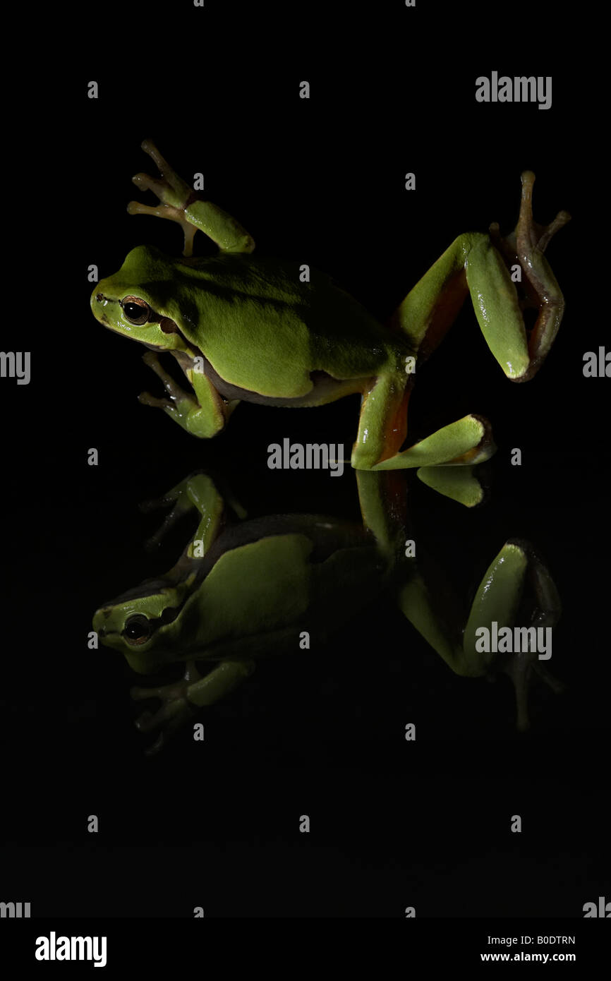 Italian Tree Frog, Hyla intermedia, Central Italy Stock Photo - Alamy