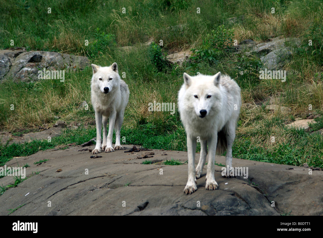 Arctic wolves hi-res stock photography and images - Alamy