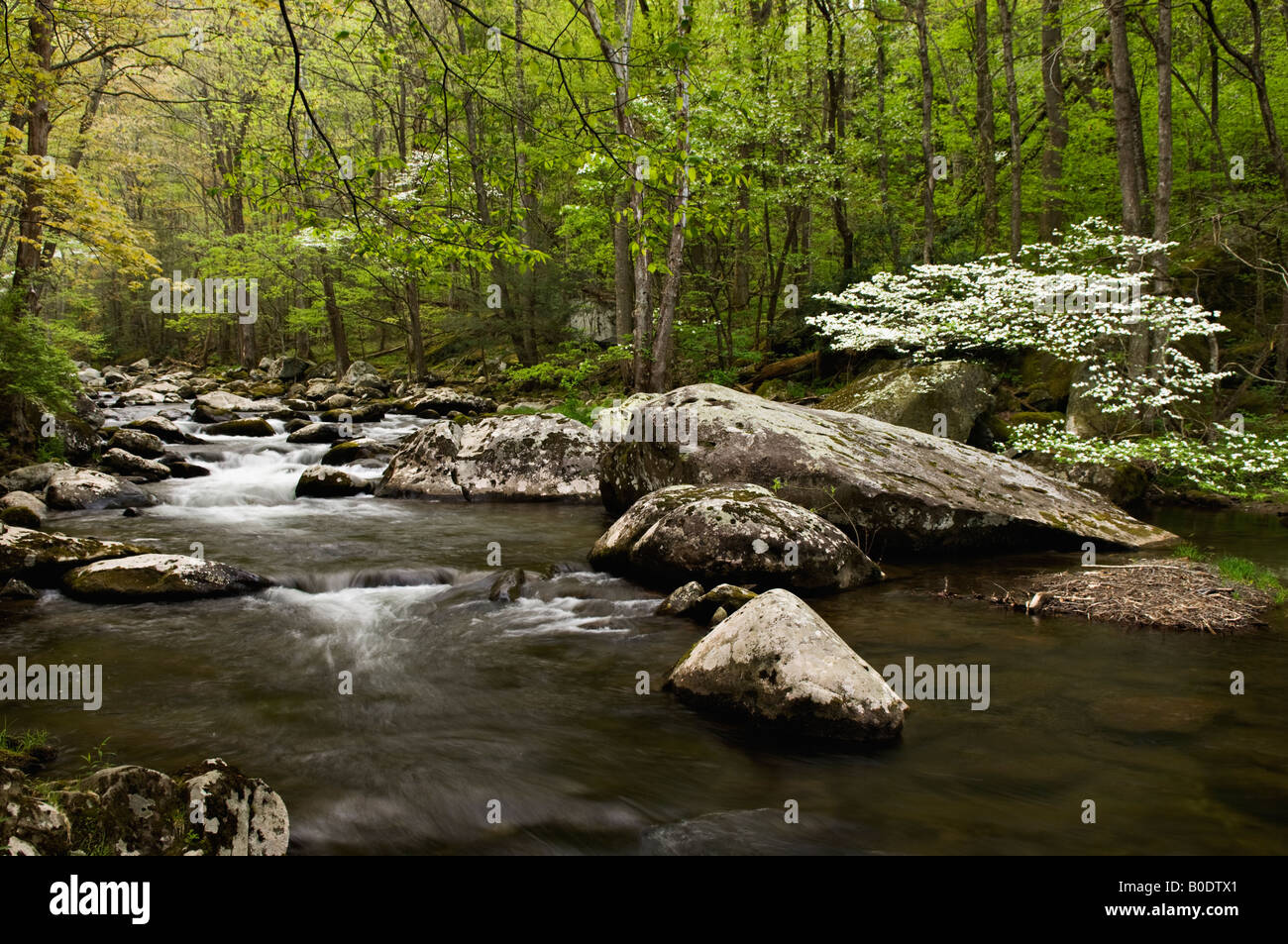 Spring Dogwoods on the Middle Prong of the Little River in Tremont ...