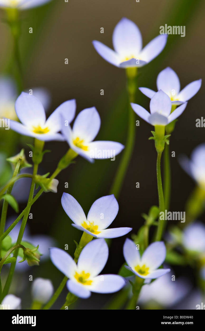 Close-up of Bluets in Tremont Area of Great Smoky Mountains National ...