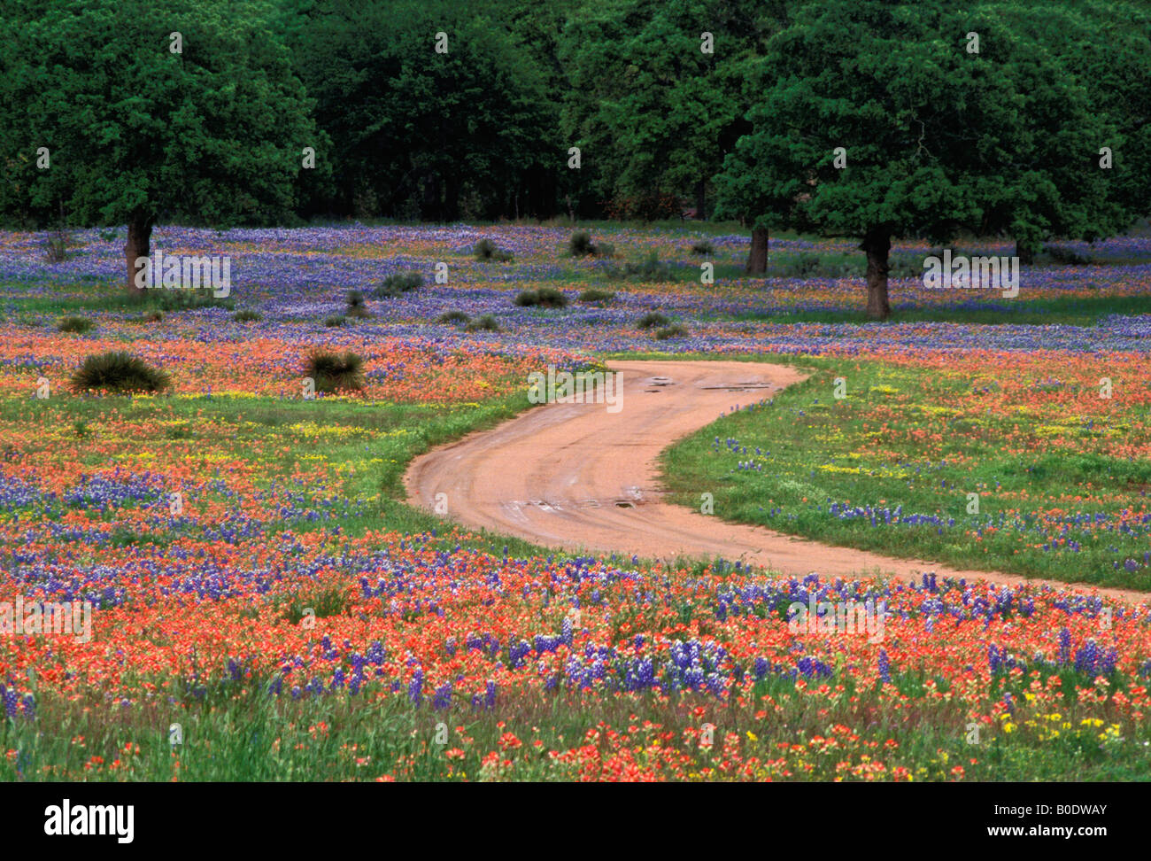 Dirt Road through Fields of Indian Paintbrush Bluebonnets and other ...